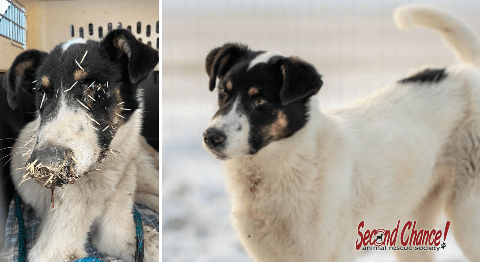 Community Connections: Second Chance Animal Rescue Society - MCSnet